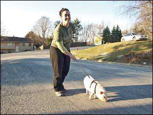 This little piggie went for a walk