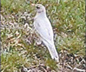 Unusual bird visits Greco's