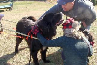 Christmas Tree Farm spotlights Newfoundlands