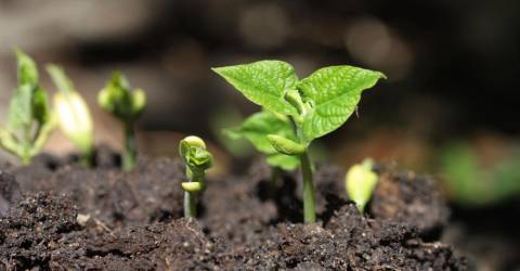 Before you start seeds indoors, make sure they’re not duds