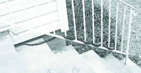 Snake on the railing