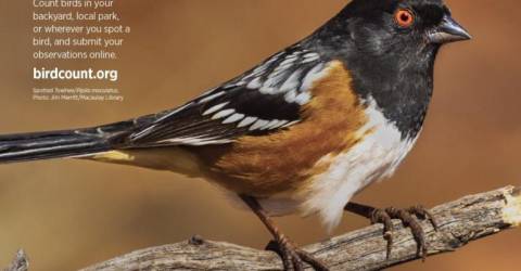 Great Backyard Bird Count is today