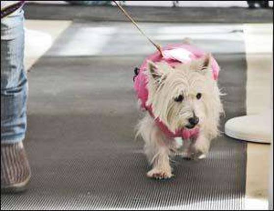 Doggie divas strut their stuff Doggie divas strut their stuff
