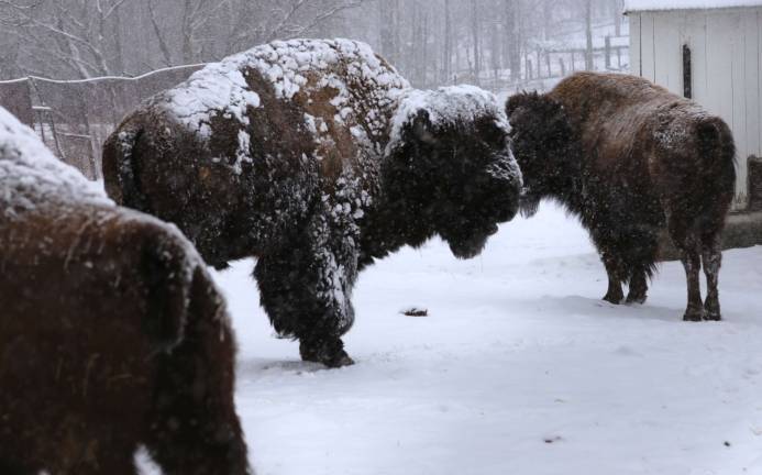 Winter Buffalo