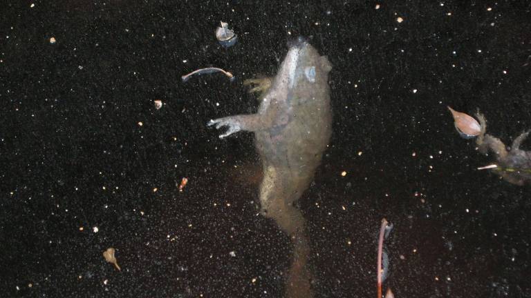 frozen hibernating frog